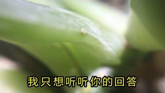 扎心了,爱的太深恨才难消,《丢了我你会不会心疼》问问心吧