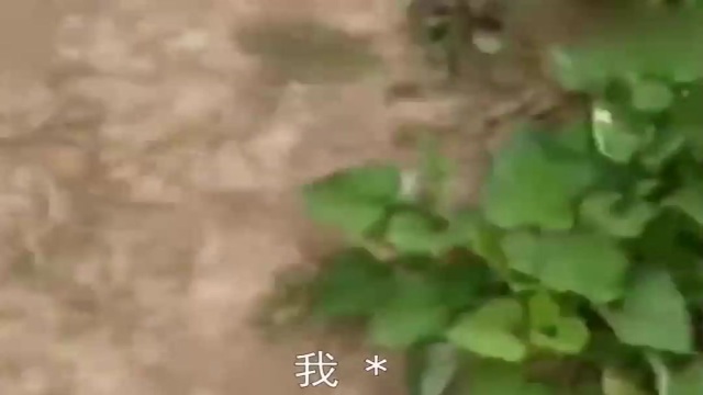 马犬出去打架还捎带上金毛