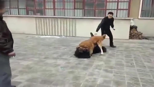 高加索PK藏獒, 这场面难得一见