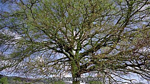 这不是特效,这是摄影,延时摄影拍摄树从光秃秃到枝繁叶茂的过程