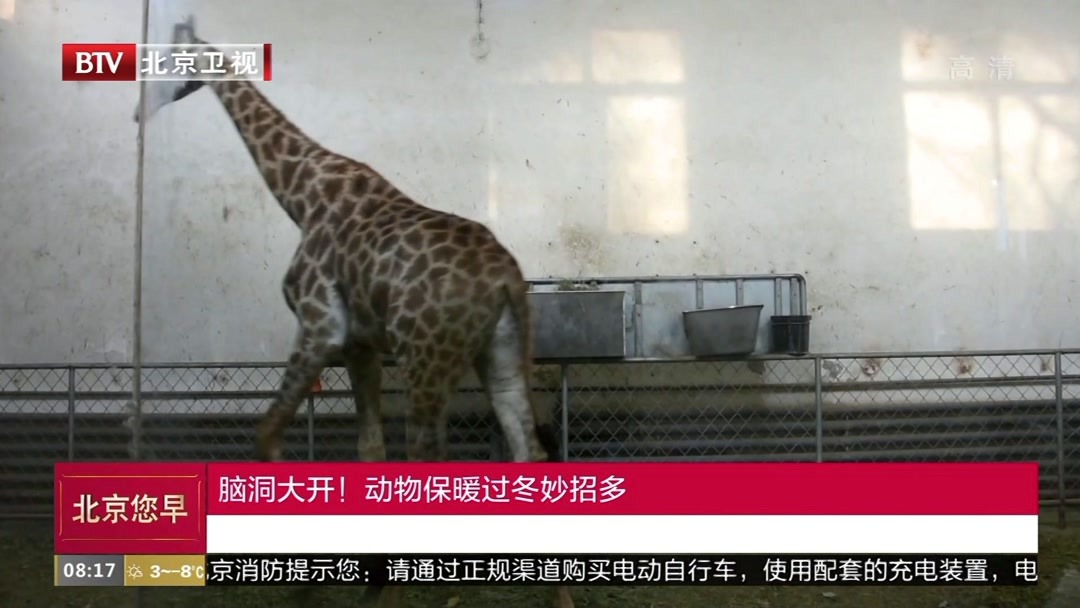 脑洞大开!动物保暖过冬妙招多