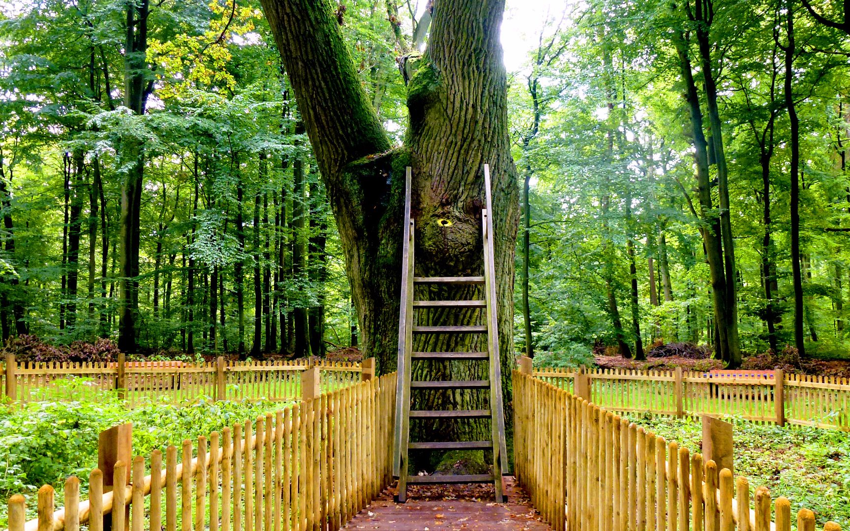 世界上最浪漫的邮筒,500岁树洞提供约会服务128年,成就上百桩婚姻