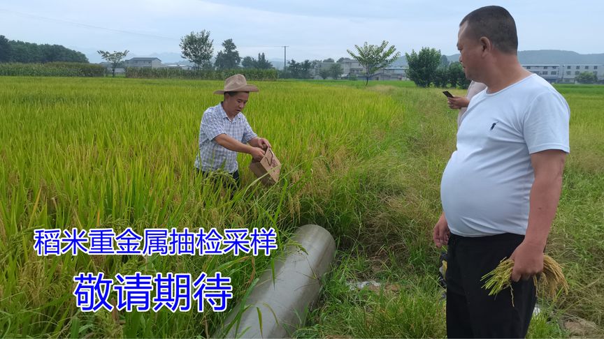 又到一年丰收季 唤土种植的稻谷重金属抽样检测采样 敬请期待