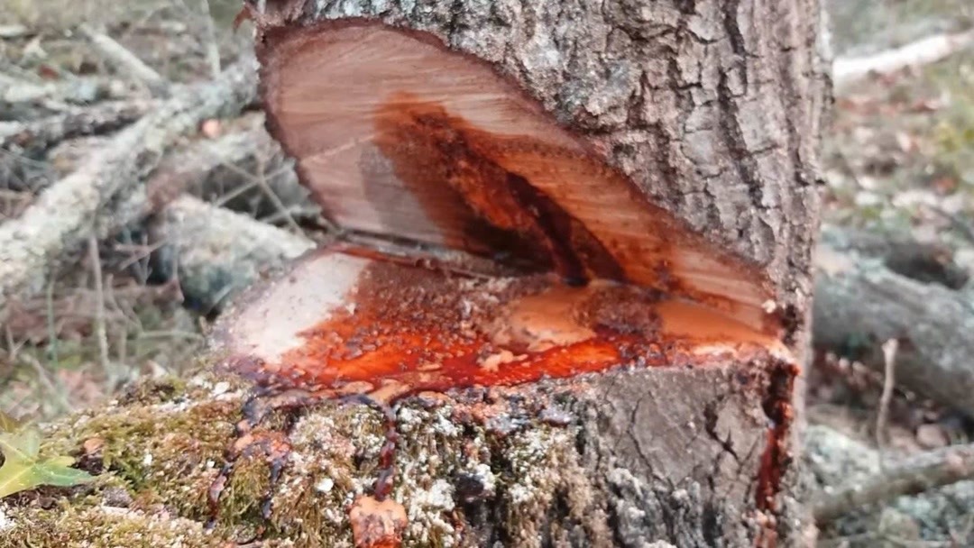 国外一男子野外游玩,发现一棵“不断流血”的树,据开发现不简单