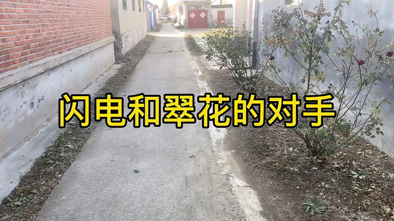 斯塔福犬挑战加纳利犬,最后竟跟马犬约了战
