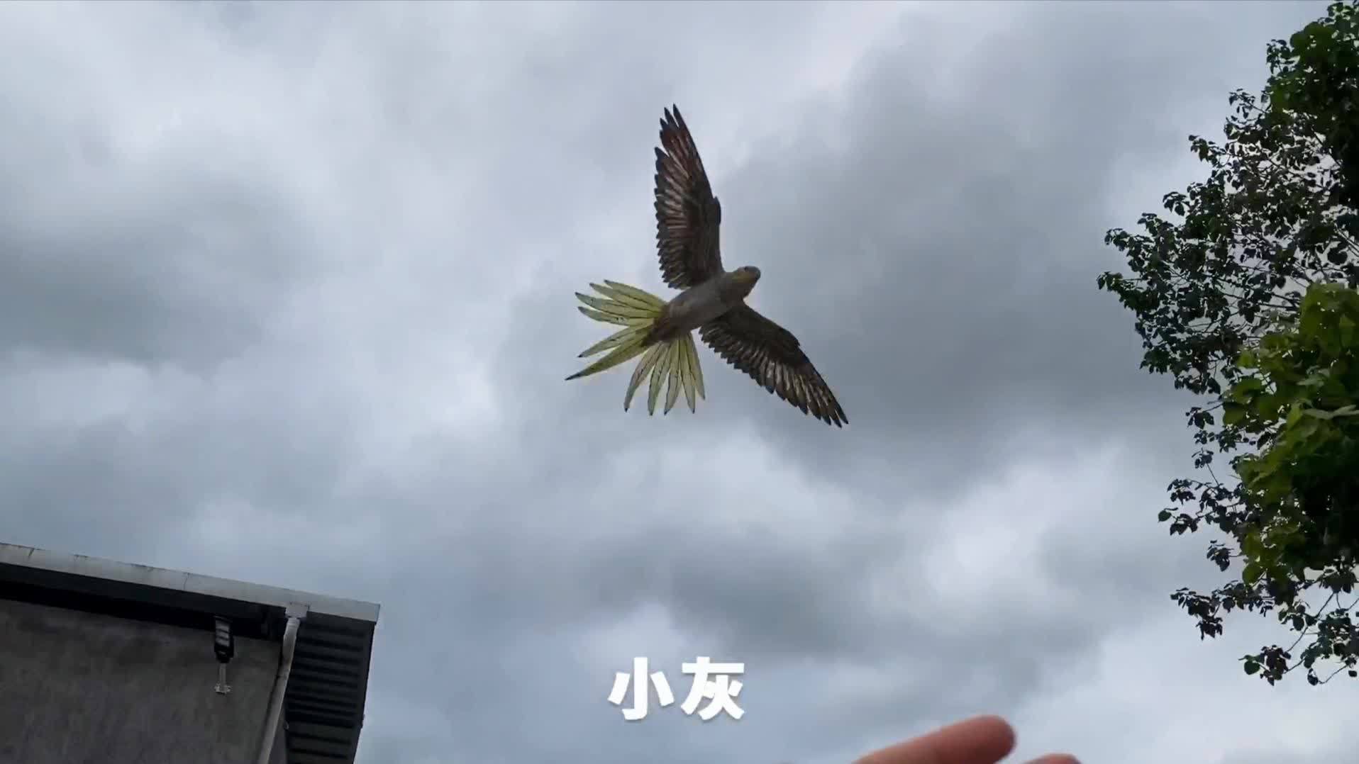 小鸟受到惊吓后飞进森林