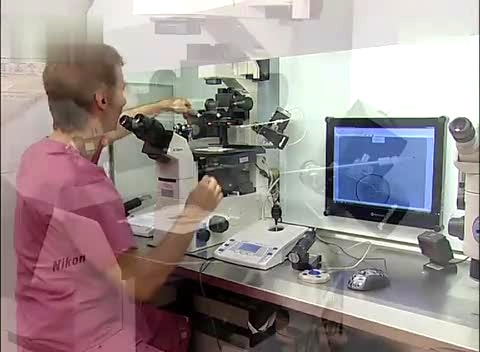 使用Eppendorf显微操作系统的试管婴儿全过程