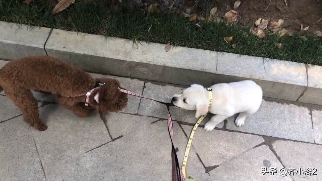 #西瓜新人#拉布拉多汉堡早起遛弯不好好走路,又挨果果一顿胖揍