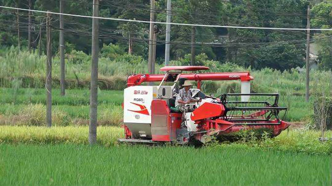 农村大叔顶着38度,田间收割水稻,这钱不好赚呀?
