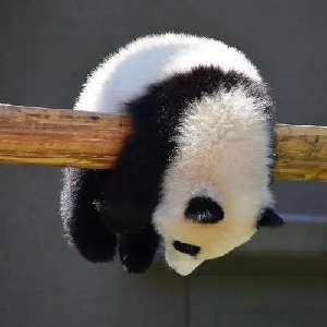 萌萌却光年 