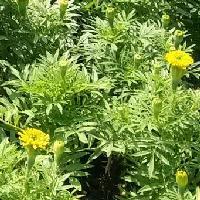 楚乔传 