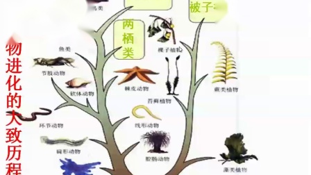 3、生物进化的历程