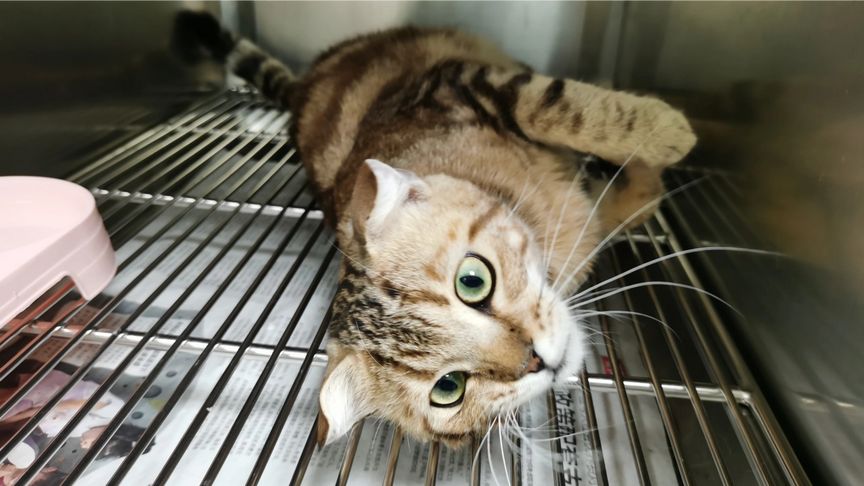这样一只小猫咪在你面前撒娇,你遭得住吗?