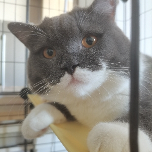 嗷呜一口花生生 