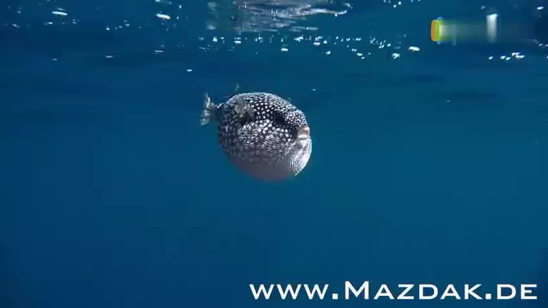 实拍河豚游泳,挺萌的,最后结局让人悲伤