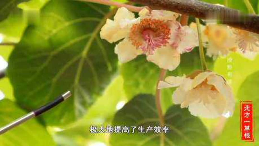 农村大哥发明的电动授粉枪,1亩果园用10克花粉,而且也不怕雨天