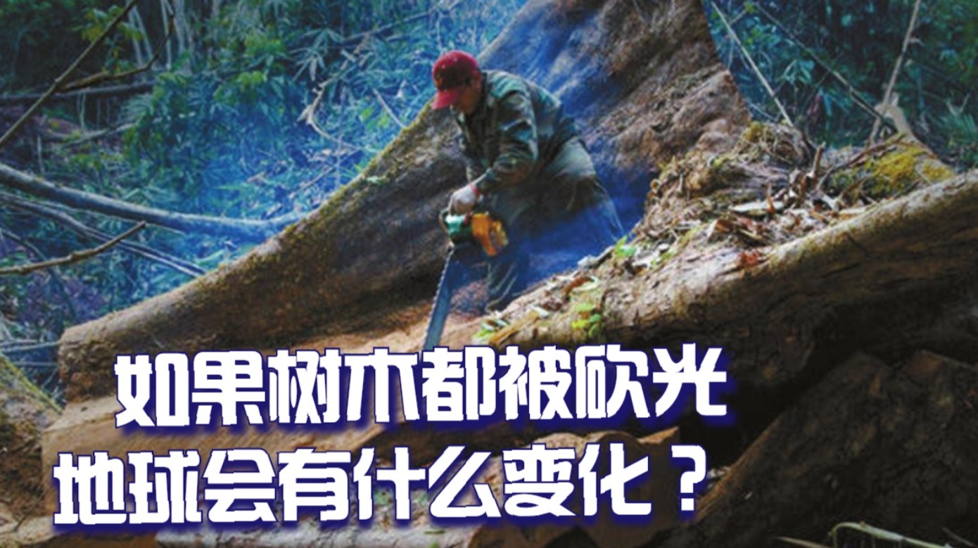 如果树木都被砍光,地球会有什么变化?