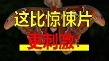 半夜的森林里,有哪些让你后背发凉的生物