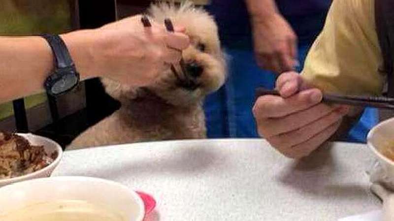 泰迪坐在餐桌前用筷子吃饭可爱极了,但网友却把主人骂个狗血淋头