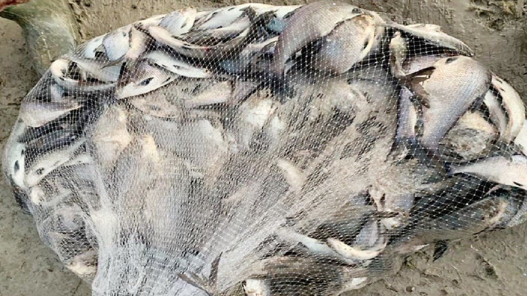 很棒的大抛网捕鱼,渔农这下发财了-传统的网捕鱼