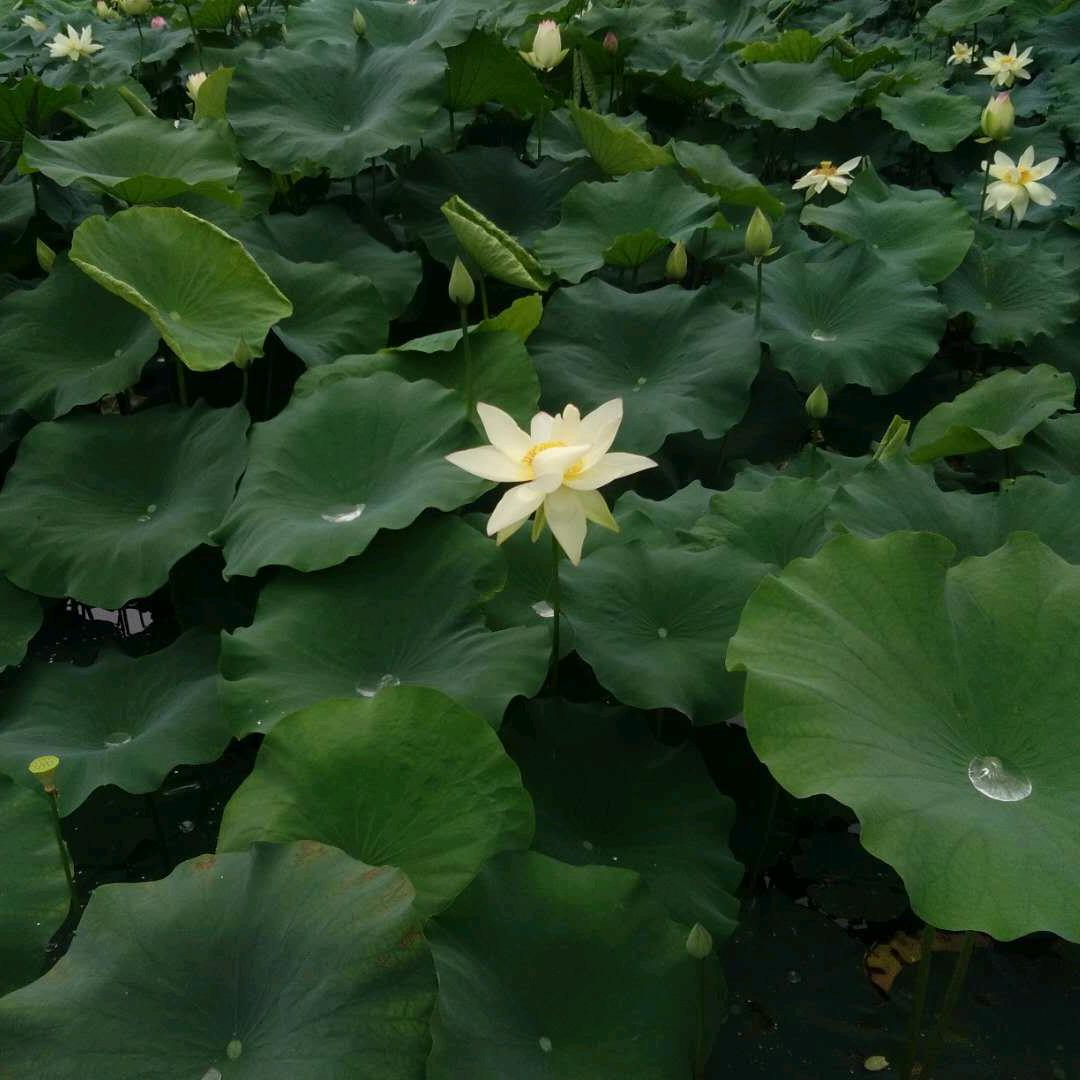 善净念在重庆 