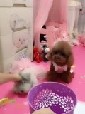 如何教会狗狗定点上厕所