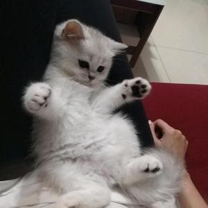 普通玩家A君已上线 