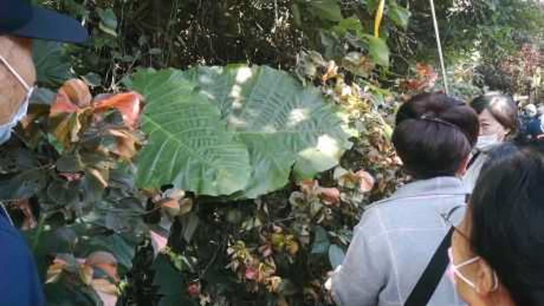走进西双版纳热带雨林,这才是植物的天堂,随便一株是名贵药材