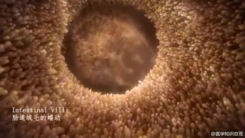 医学视频被网友誉为史诗级的医学动画,呈现另一个人体世界!看完挺震撼[