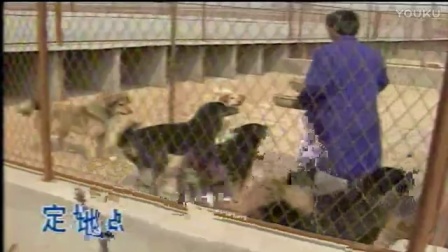 怎么训练狗-训狗上厕所教程视频