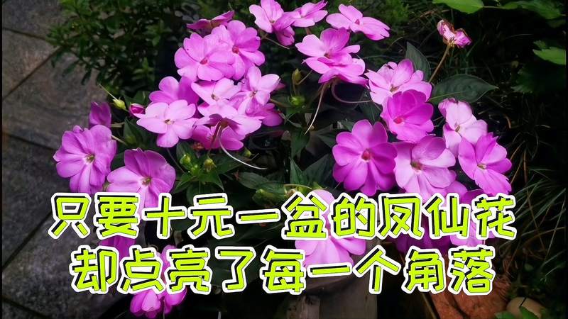 夏季繁花似锦,一定要种植几盆凤仙花
