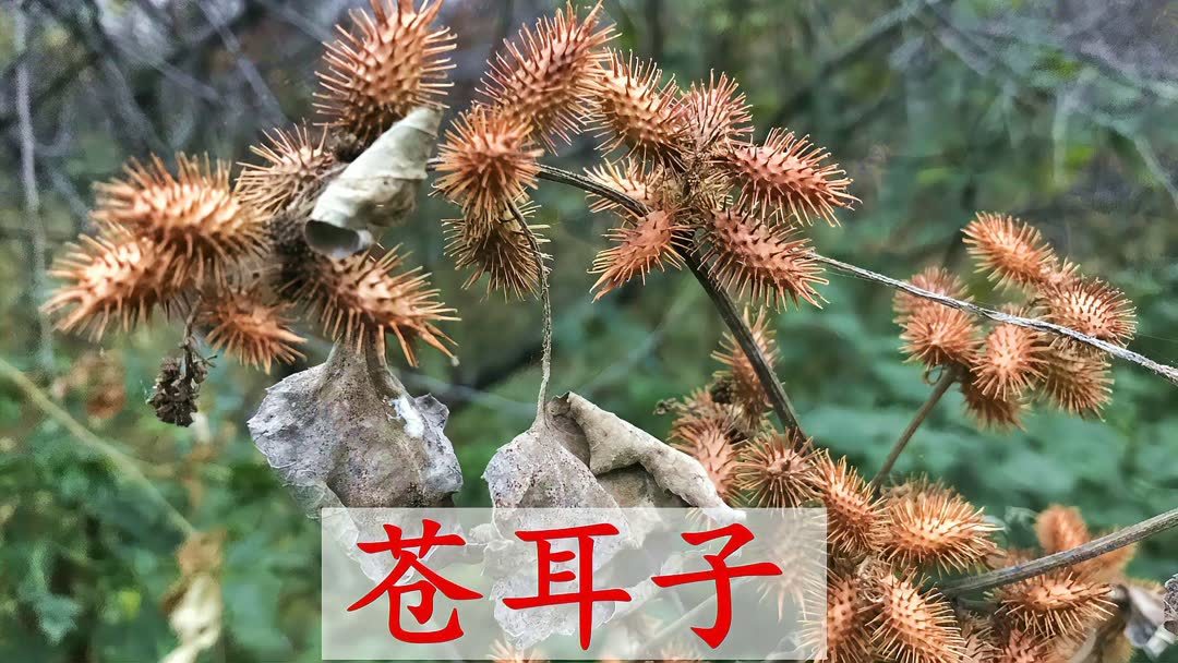 苍耳子大家认识吗?中药铺又叫"牛虱子",一起了解下用途与价值
