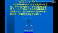 微课之蛋白质的翻译