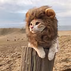 一条安达鲁流浪狗 