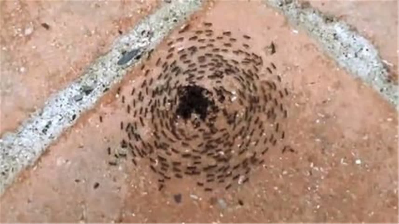 蚂蚁找不到回家的路,为什么一直转圈奔跑?