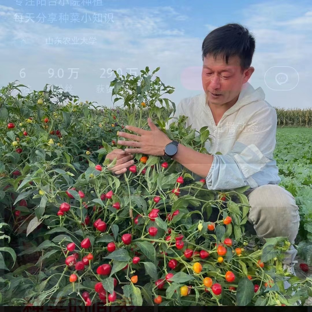 于哥教种菜 