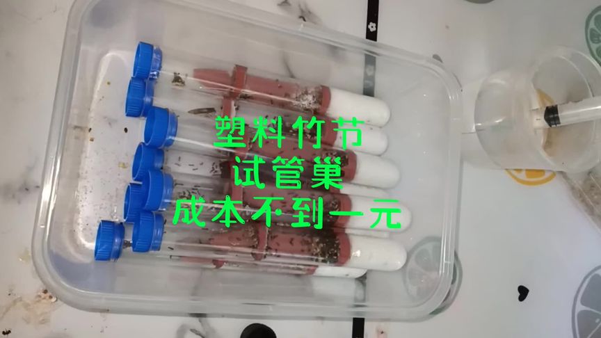 塑料竹节试管巢,成本更低,不到一块钱的蚂蚁巢制作,#玉米毛蚁