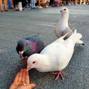 绮暝_QM 