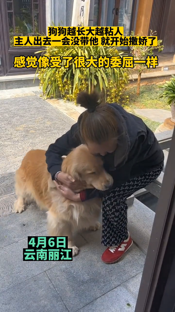 狗狗就像个小孩子,养长了一点也不觉得他是一条狗