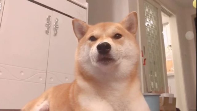 会动的狗耳朵,真的很可爱啊