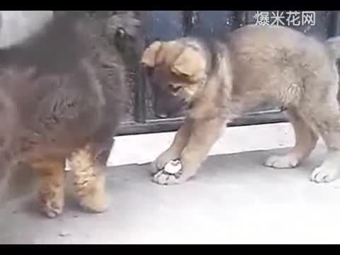 母藏獒与狼青打架