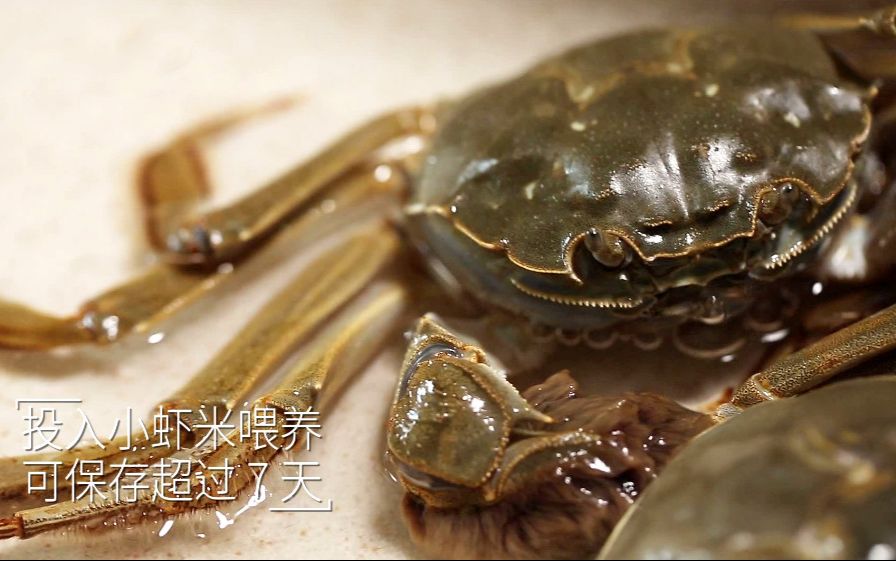 如何保存鲜活的大闸蟹