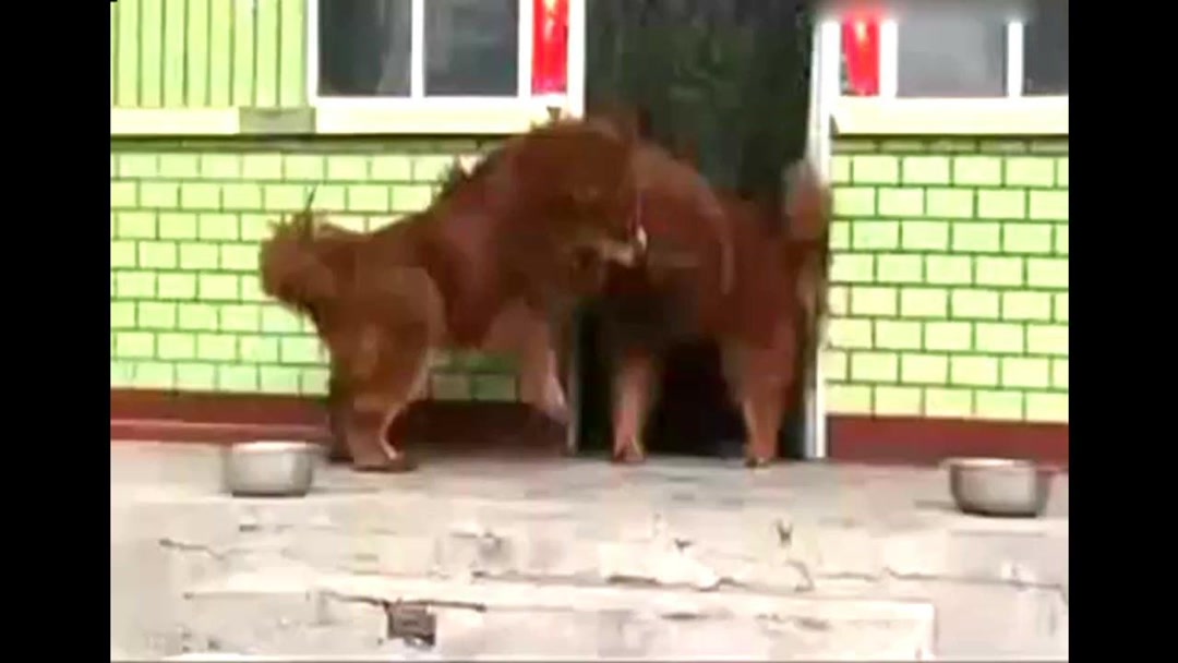 藏獒打架凶猛厮杀 斗狗打架视频