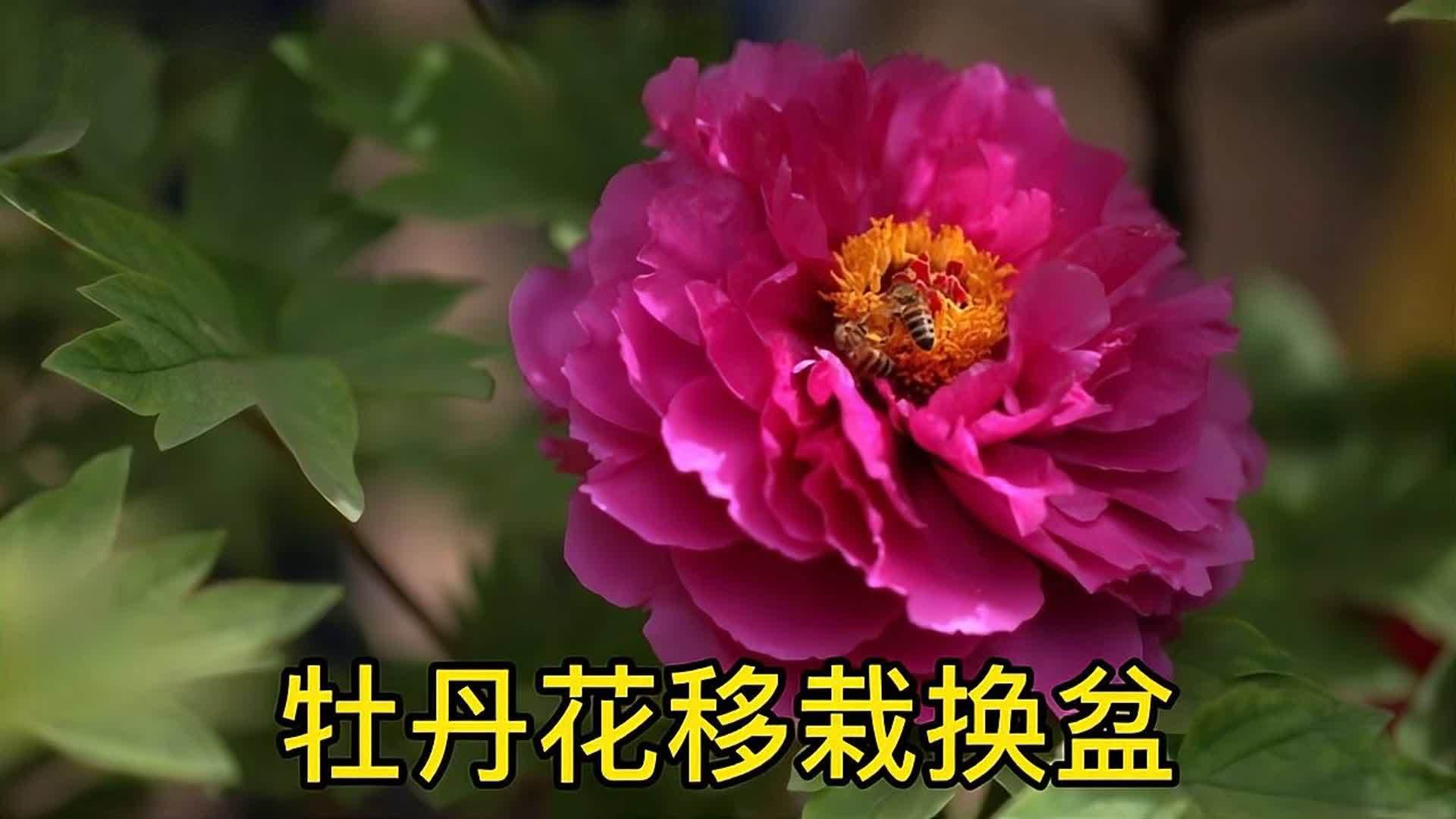 花中之王牡丹花,移栽换盆,土壤和肥料都是关键