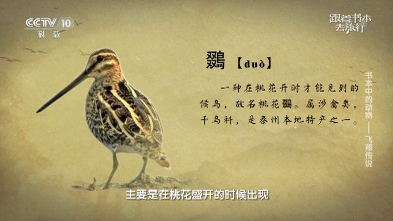 《跟着书本去旅行》 20210201 书本中的动物——飞翔传说
