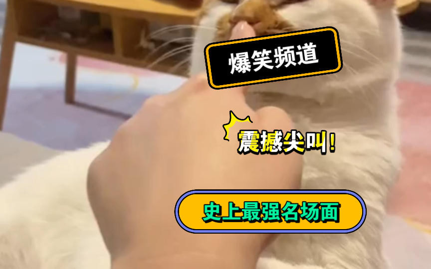 瞪-记仇-越想越生气-猫精来啦