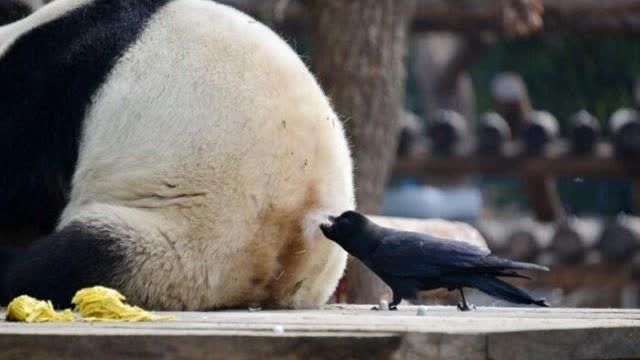 乌鸦偷拔熊猫毛搭窝,结果熊猫屁股“光溜溜”!饲养员笑出声