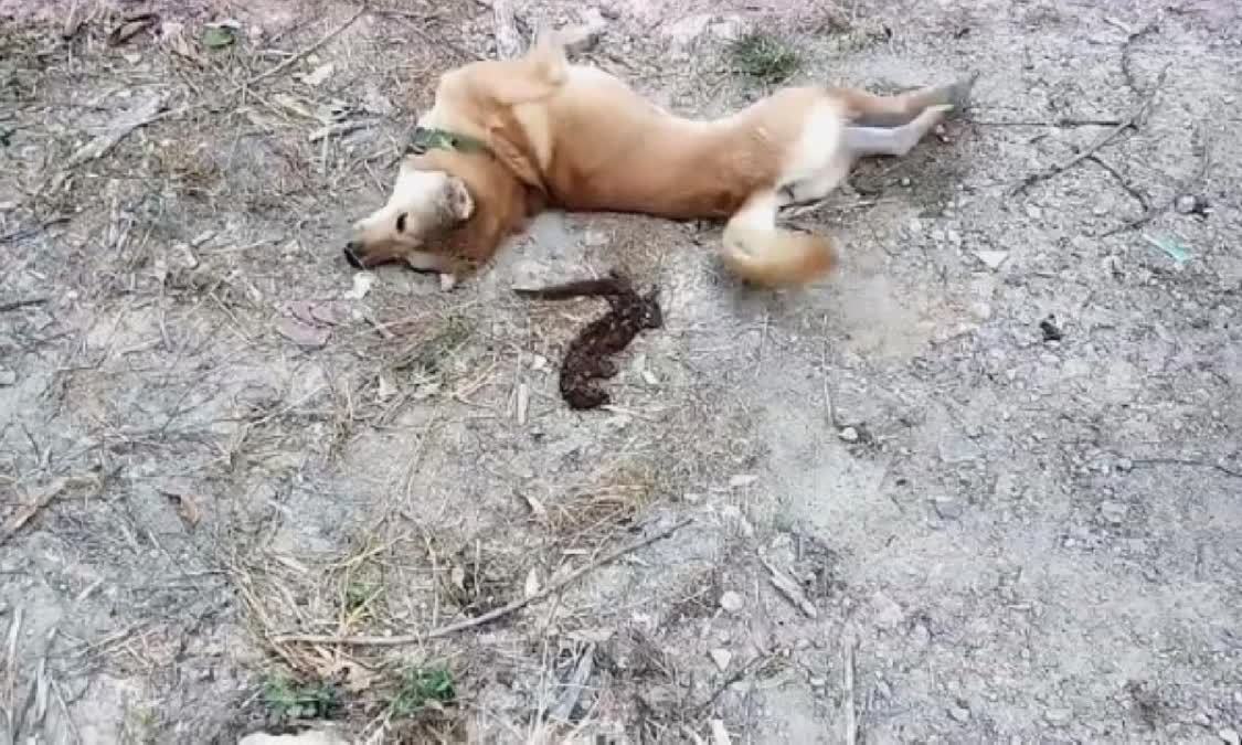 以为是老鼠,狗狗一口咬下去发现不对劲,这到底咋回事?