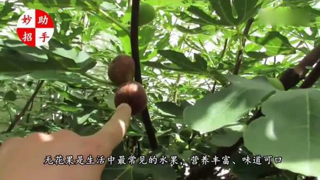 无花果还有一个神奇的功效,彻底可以帮您治疗白癜风