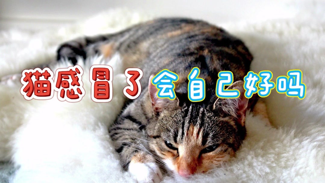 猫感冒了会自己好吗